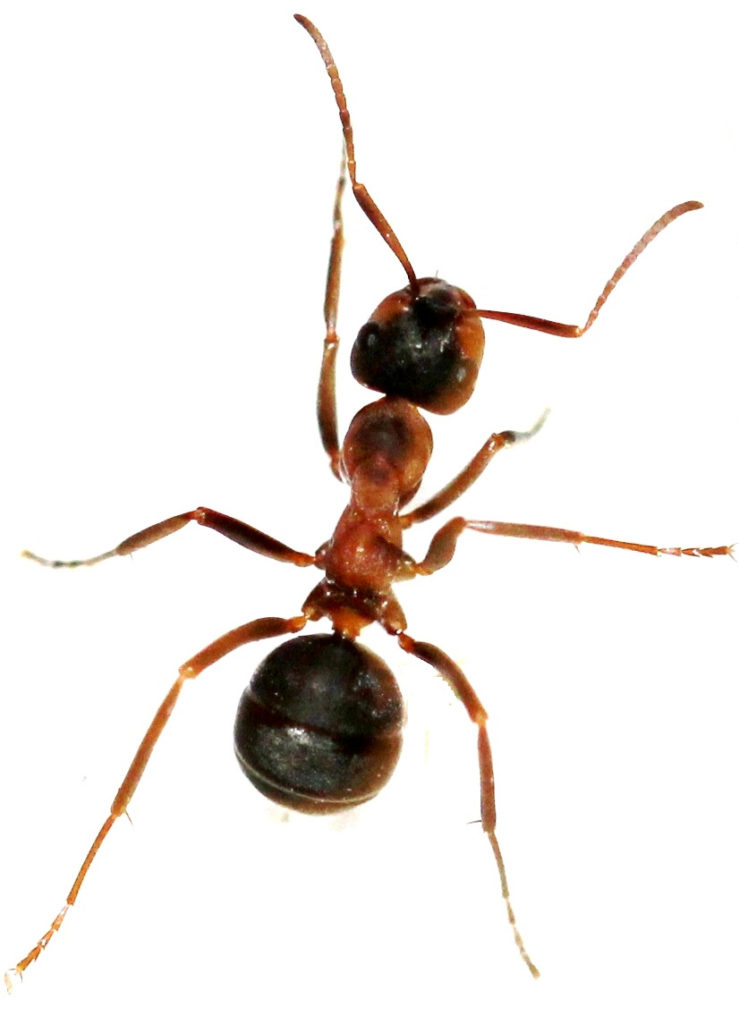 Reconnaître les principales sous-familles de Fourmis. | ADEP entomologie