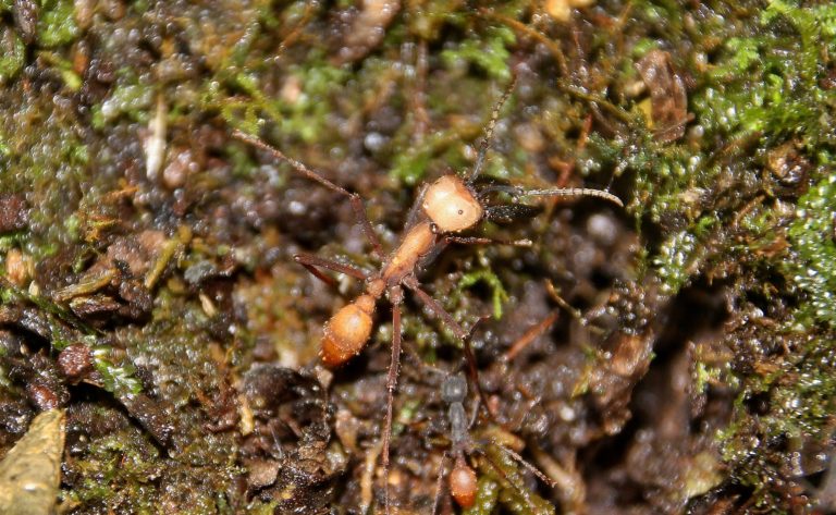 Fourmi légionnaire genre Eciton | ADEP entomologie