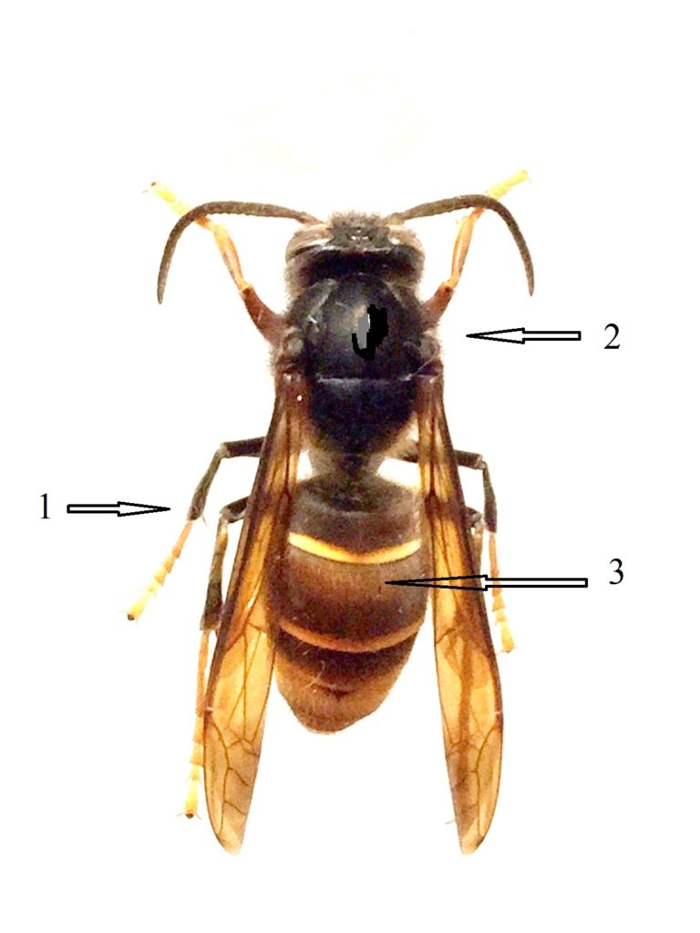 Le jeu des différences : Frelon asiatique/Frelon européen | ADEP ...