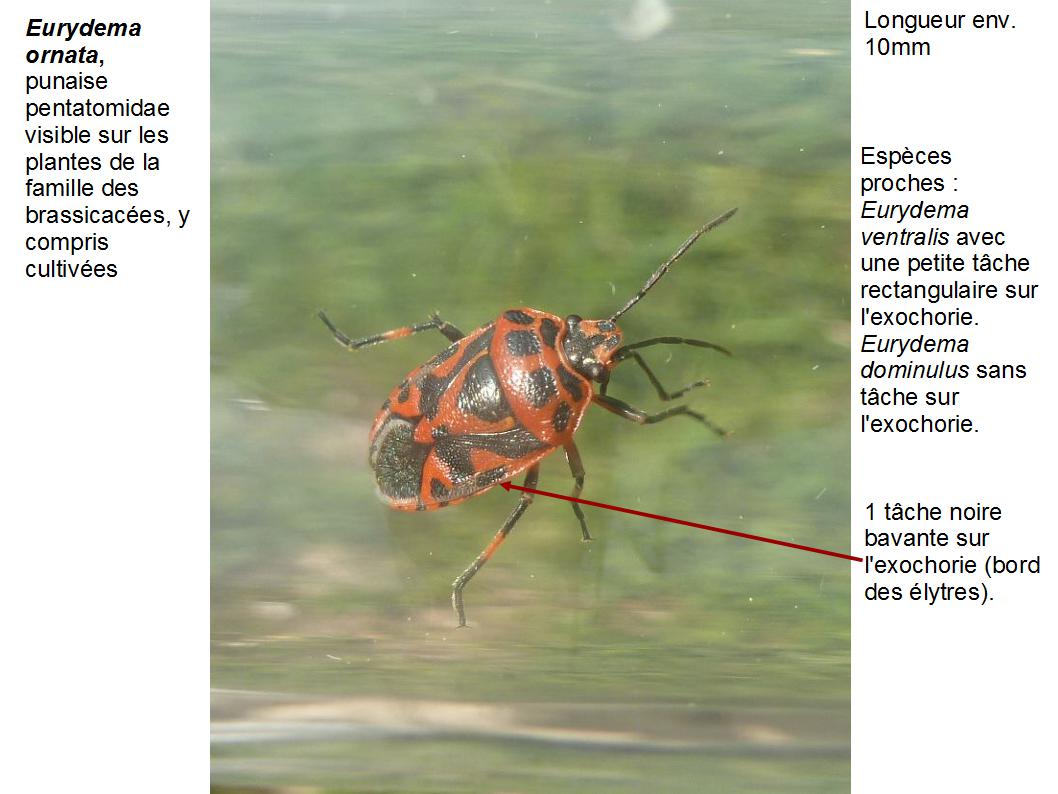 Eurydema ornata fiche espèce Mathieu 1 | ADEP entomologie