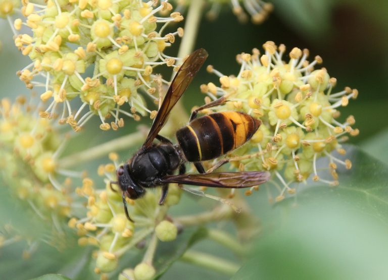 Le jeu des différences : Frelon asiatique/Frelon européen | ADEP ...