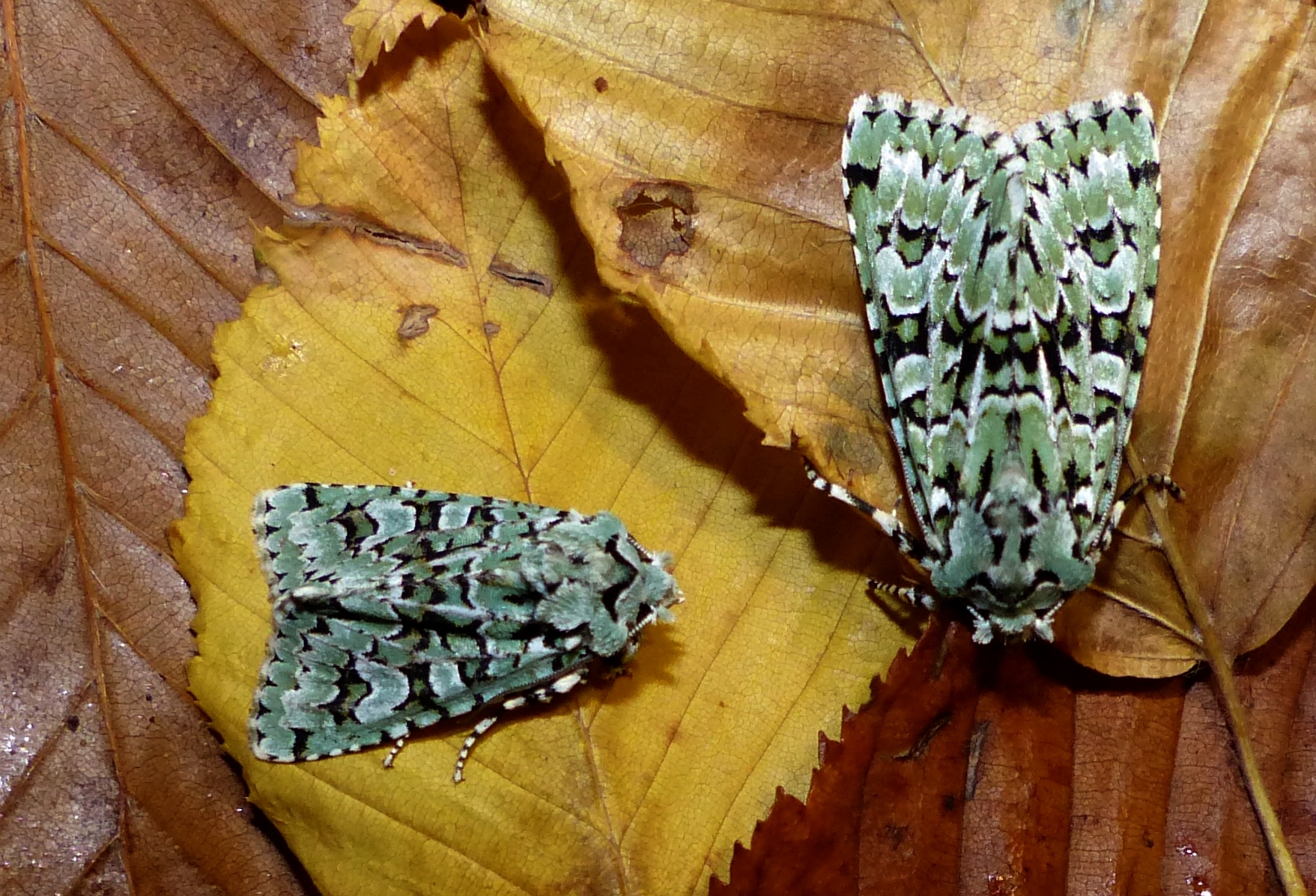 Lépidoptères (papillons) | ADEP entomologie