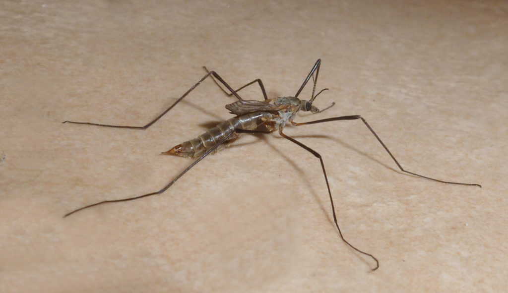 Tipule pas si courante : Tipula pagana Meigen, 1818 | ADEP entomologie