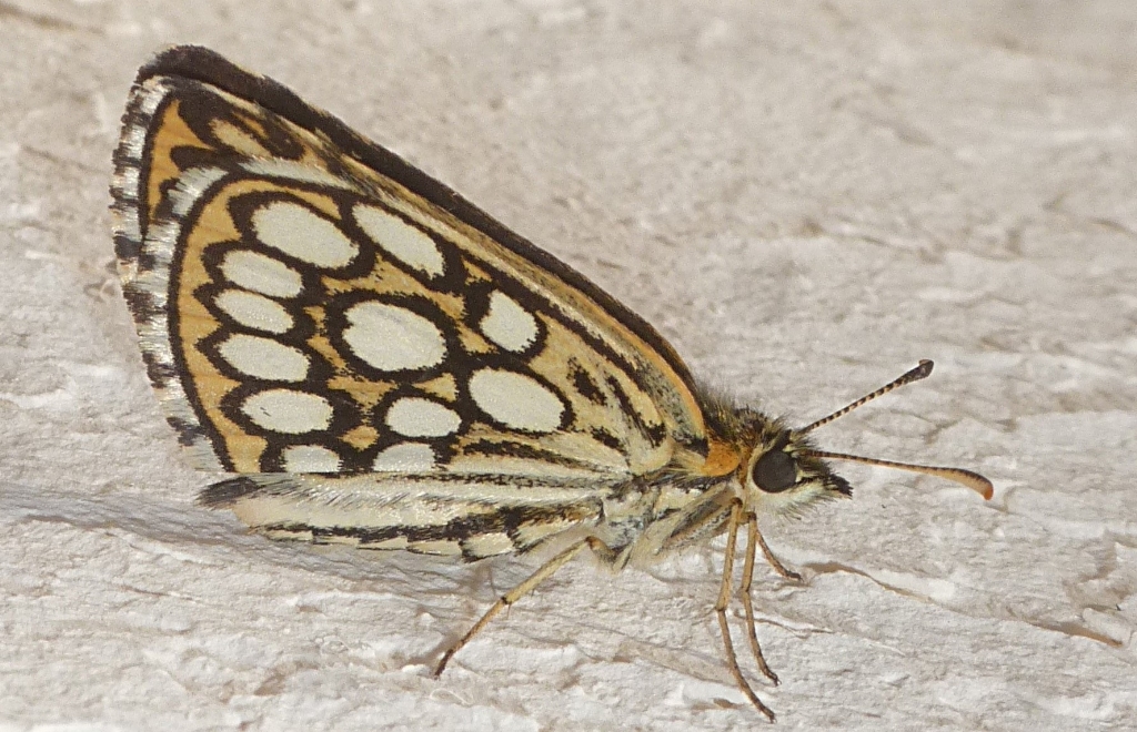 Publications | ADEP entomologie