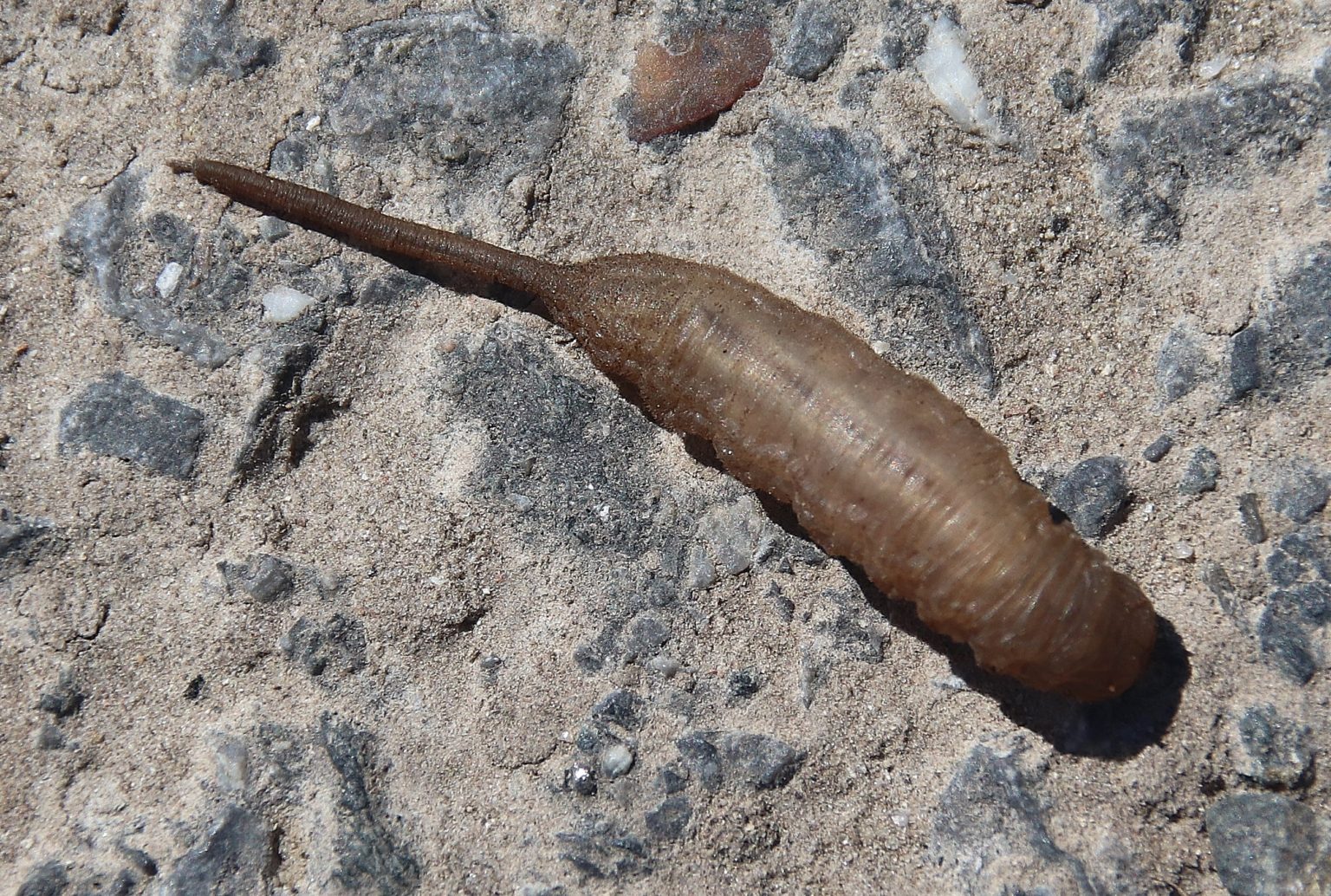 Les larves à « queue de rat » | ADEP entomologie