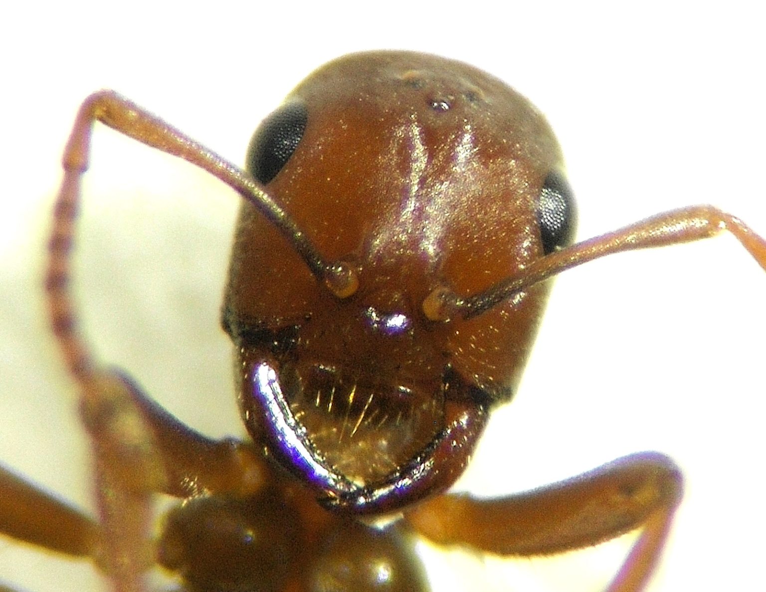 Polyergus rufescens (Latreille, 1798) découverte dans l’ Aisne (02 ...