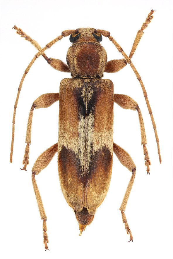 Trichoferus pallidus (Olivier, 1790) | ADEP entomologie