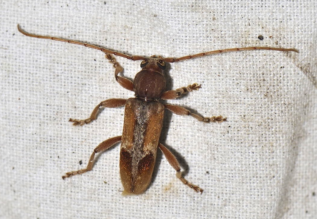 Trichoferus pallidus (Olivier, 1790) | ADEP entomologie