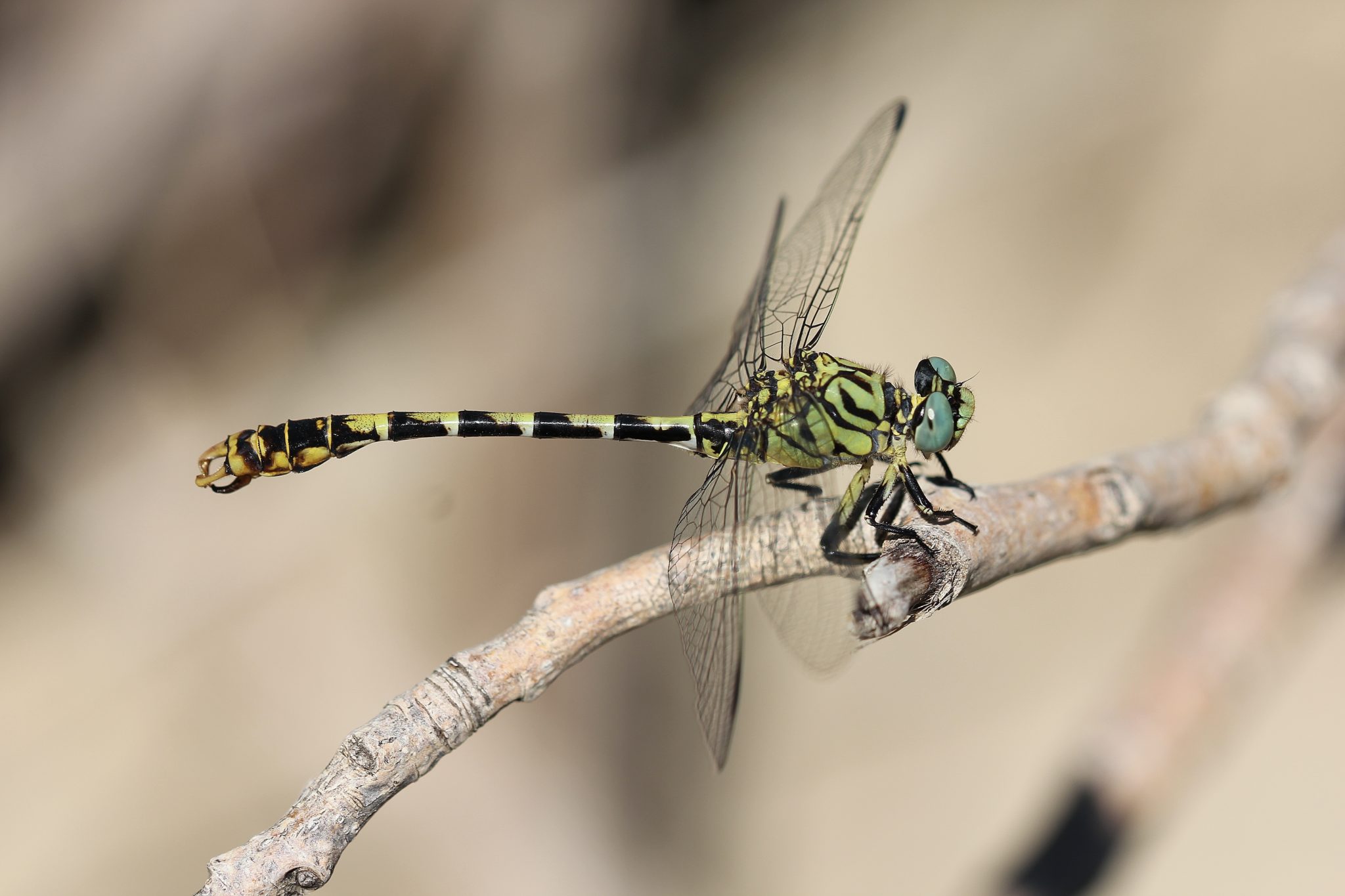 « Libellules, écologie et cycle de vie ». Formation le 8 juin 2023 ...