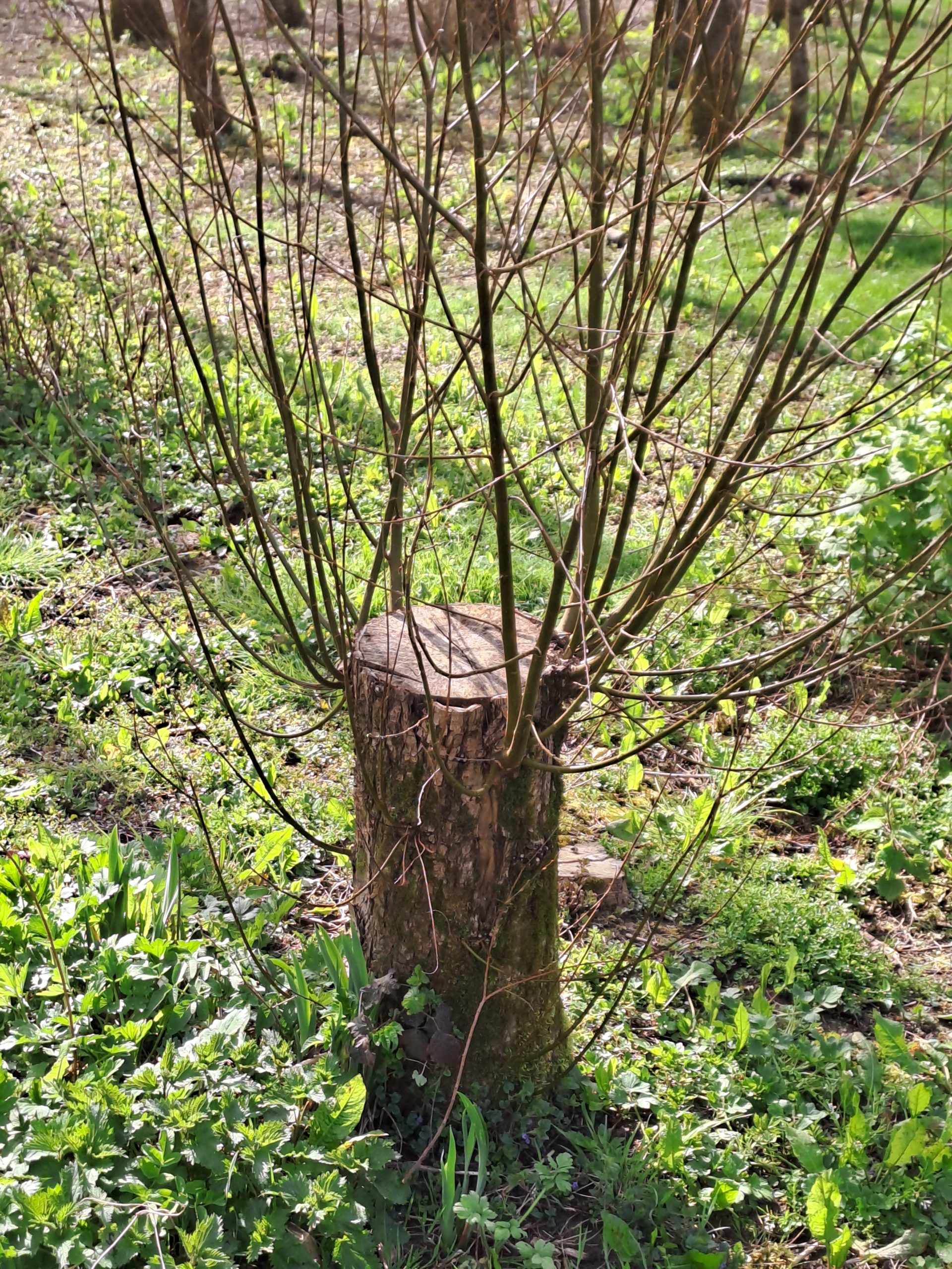 Le « vieux » bois et arbres têtards : à quoi ça sert ? | ADEP entomologie