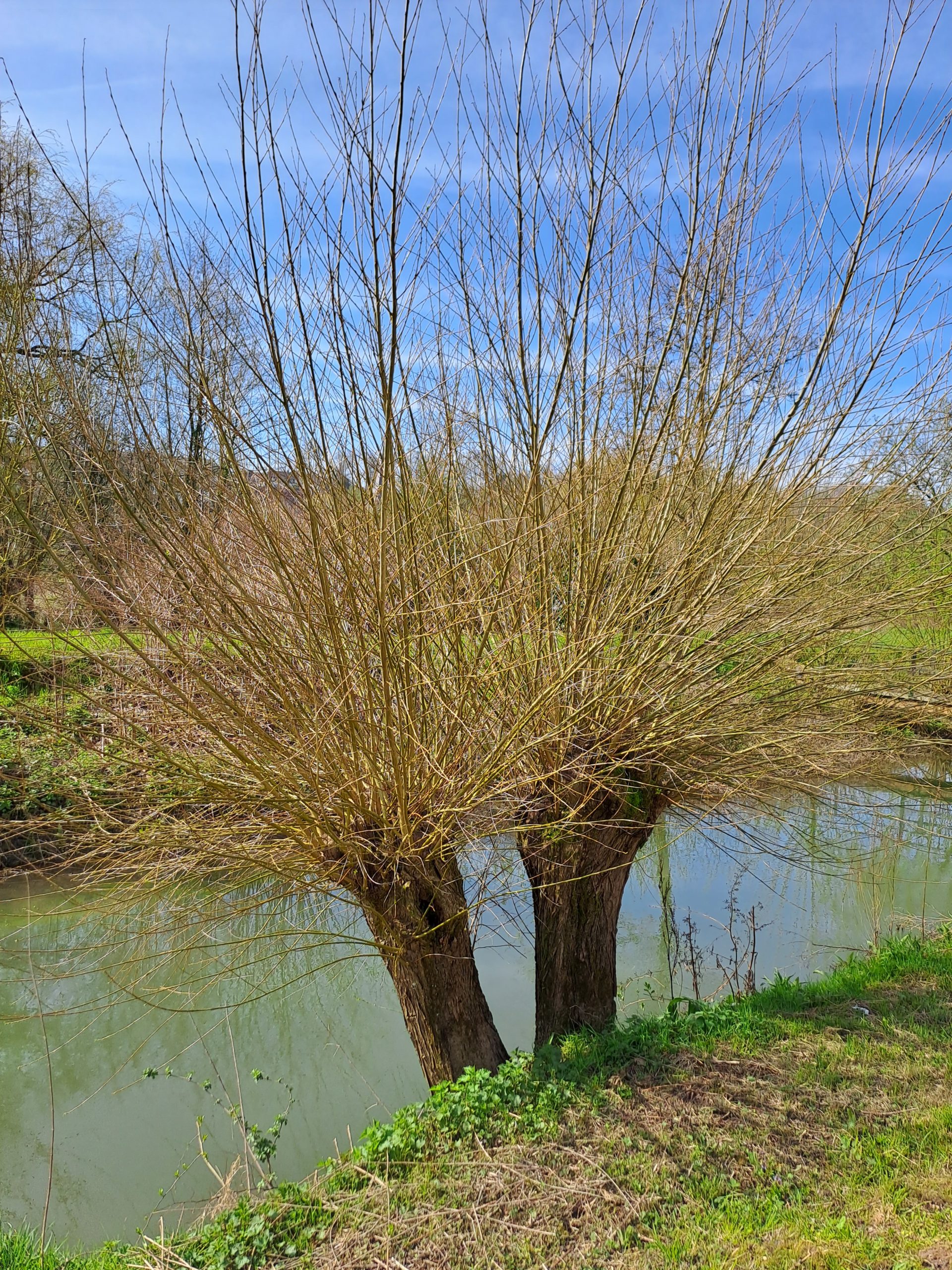 Le « vieux » bois et arbres têtards : à quoi ça sert ? | ADEP entomologie